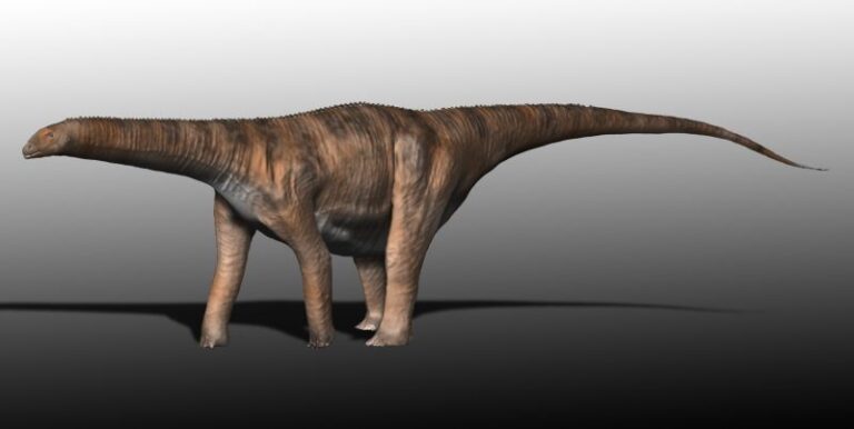 TIMELESS DINOSAURS | Cetiosaurus
