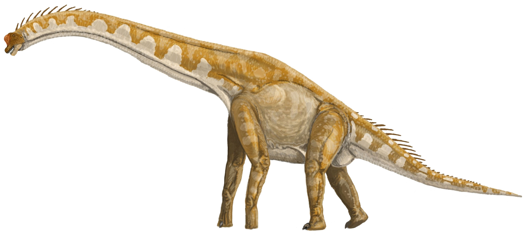 TIMELESS DINOSAURS | Giraffatitan